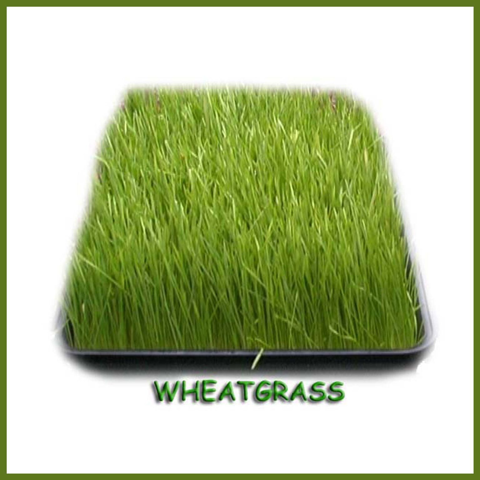 Wheatgrass Tray - Healthy Habits